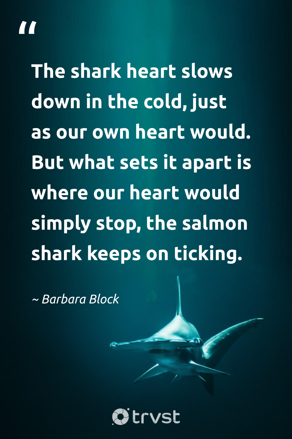 40 Shark Quotes About the Revered Predator of The Ocean (2025)