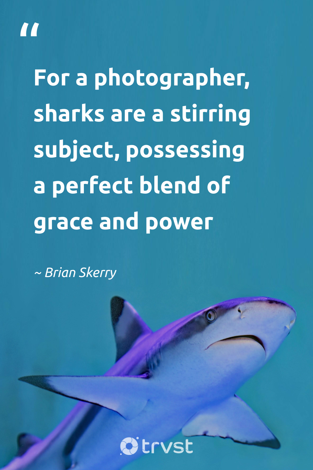 40 Shark Quotes About the Revered Predator of The Ocean (2025)