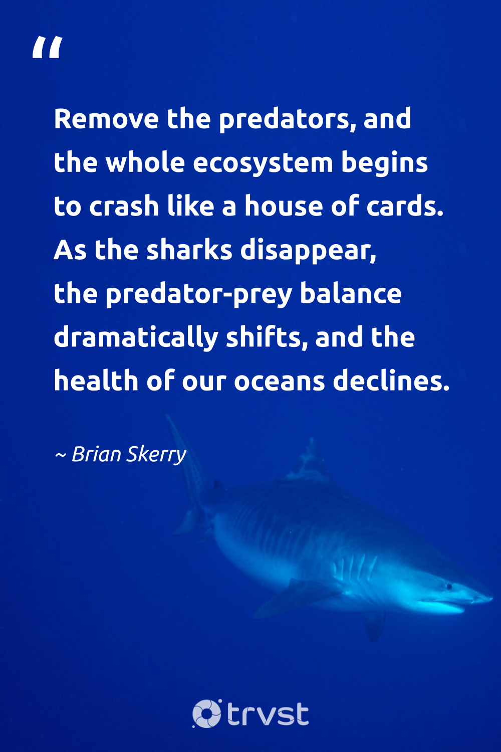 40 Shark Quotes About the Revered Predator of The Ocean (2025)