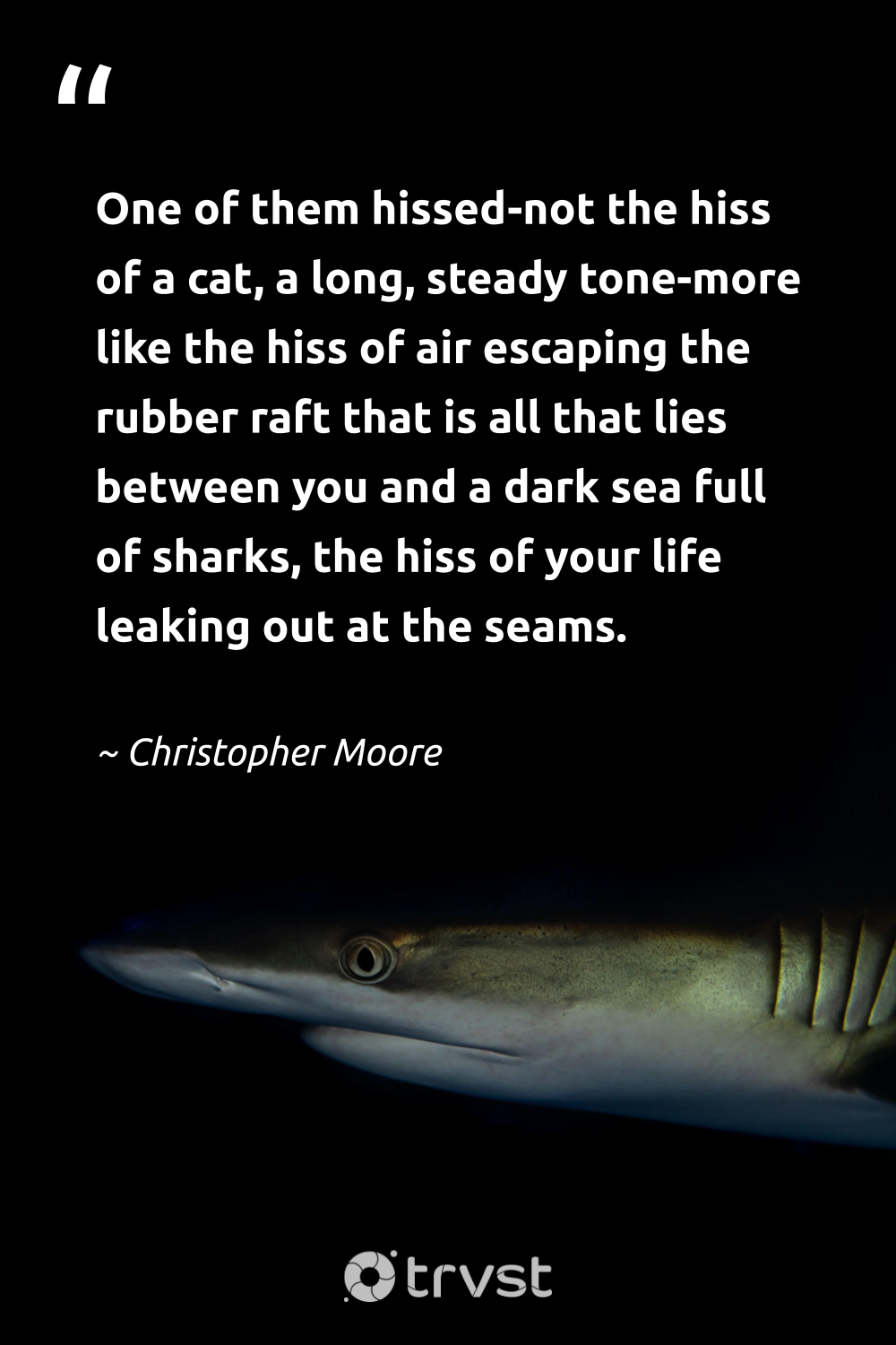 40 Shark Quotes About the Revered Predator of The Ocean (2024)