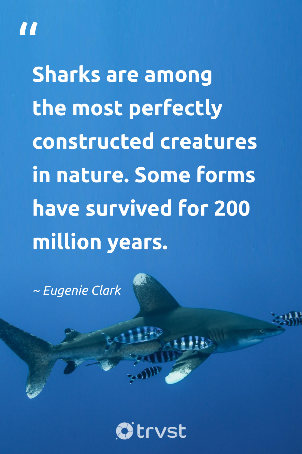 40 Shark Quotes About the Revered Predator of The Ocean (2025)