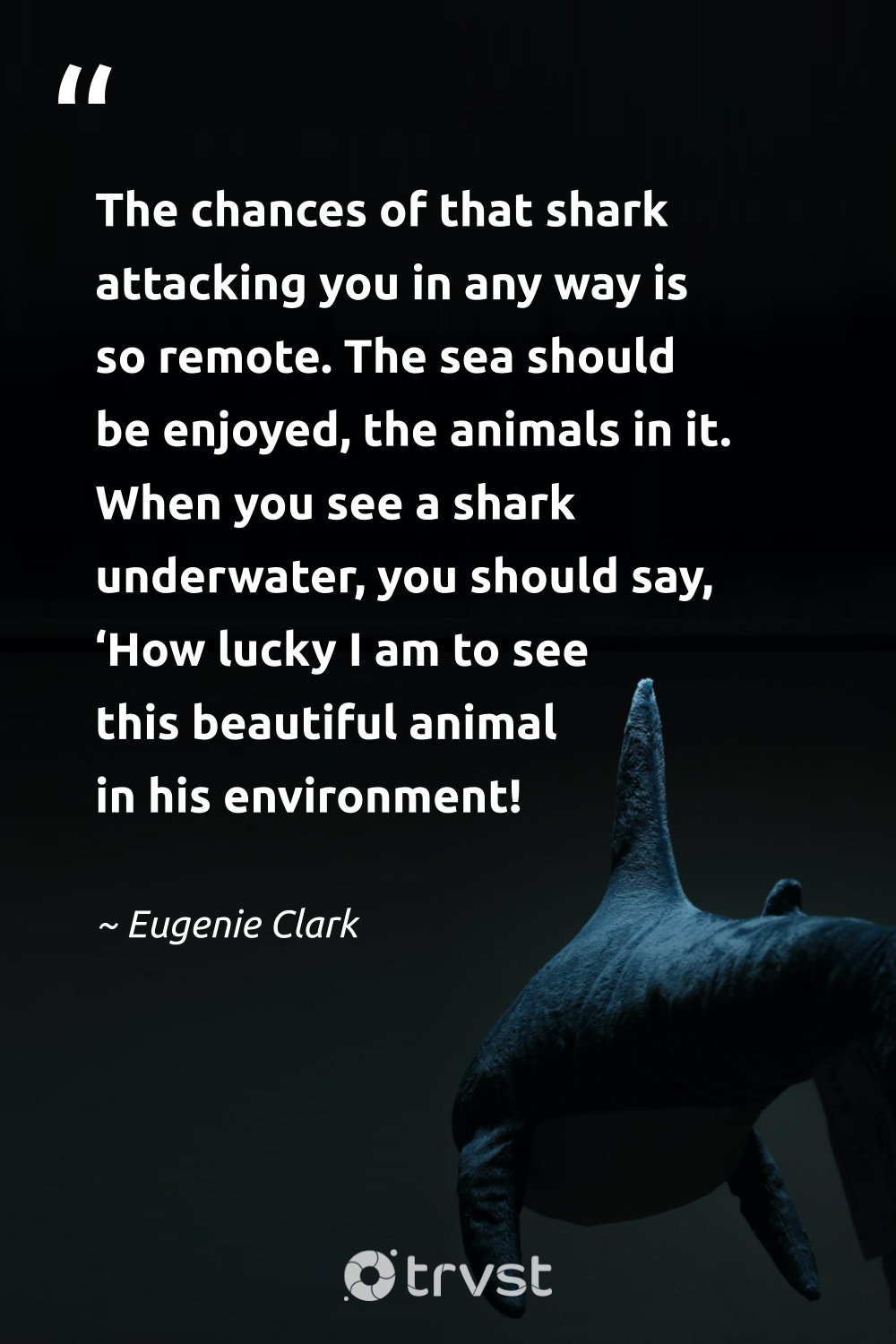 40 Shark Quotes About the Revered Predator of The Ocean (2025)