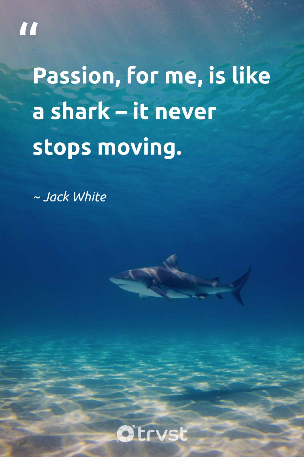 40 Shark Quotes About the Revered Predator of The Ocean (2024)