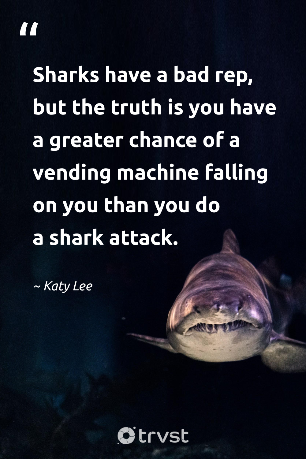 40 Shark Quotes About the Revered Predator of The Ocean (2025)