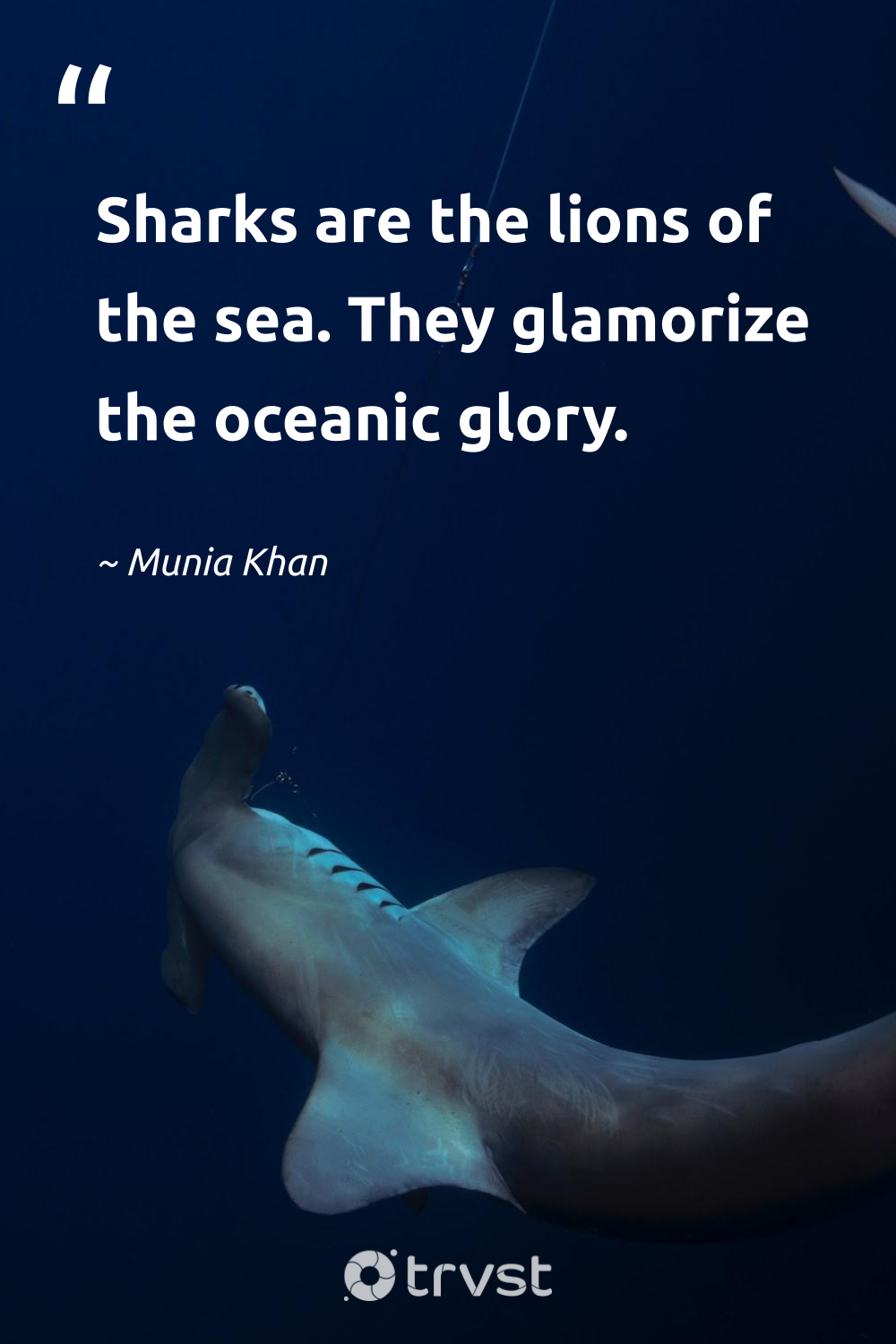 40 Shark Quotes About the Revered Predator of The Ocean (2025)