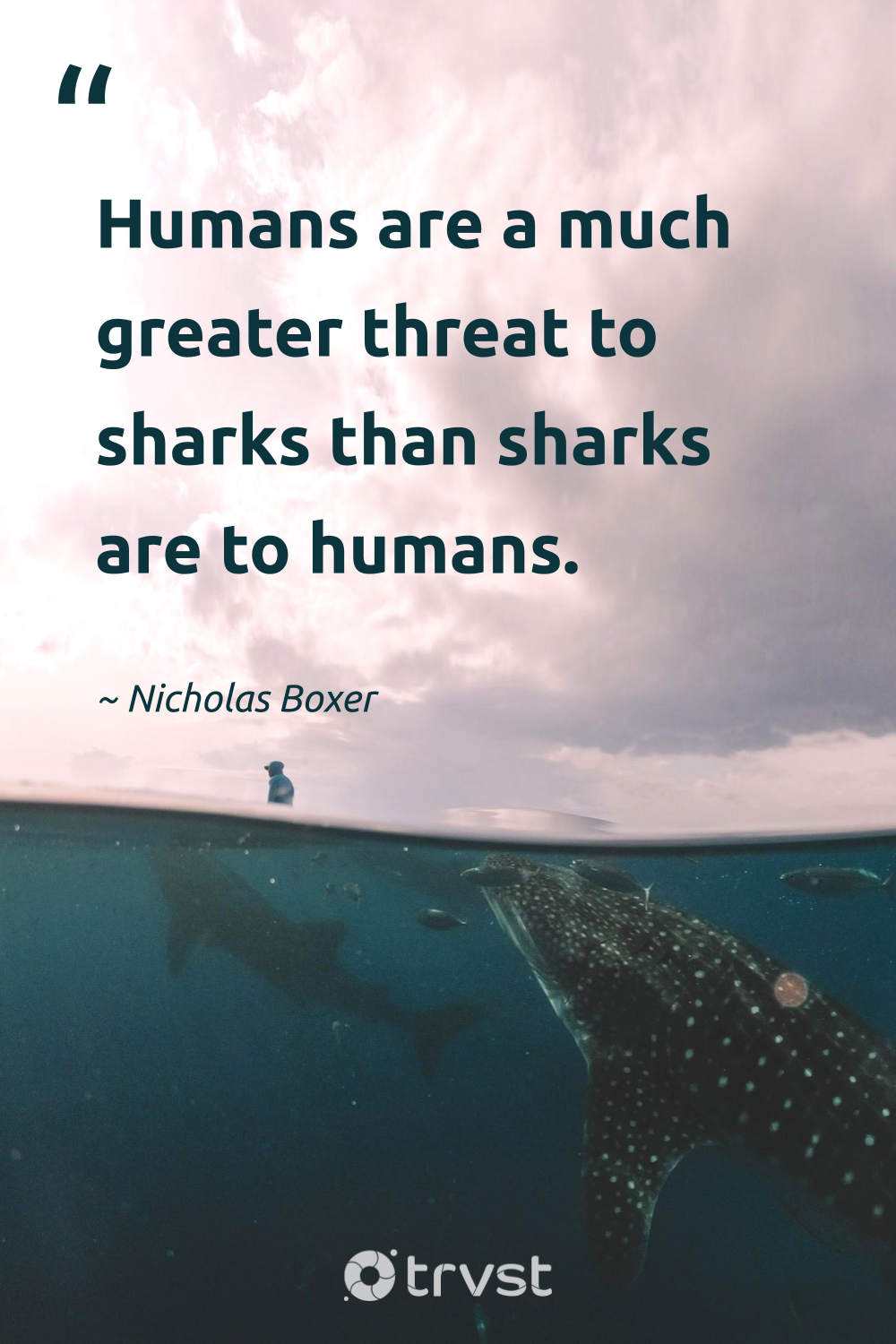 40 Shark Quotes About the Revered Predator of The Ocean (2025)