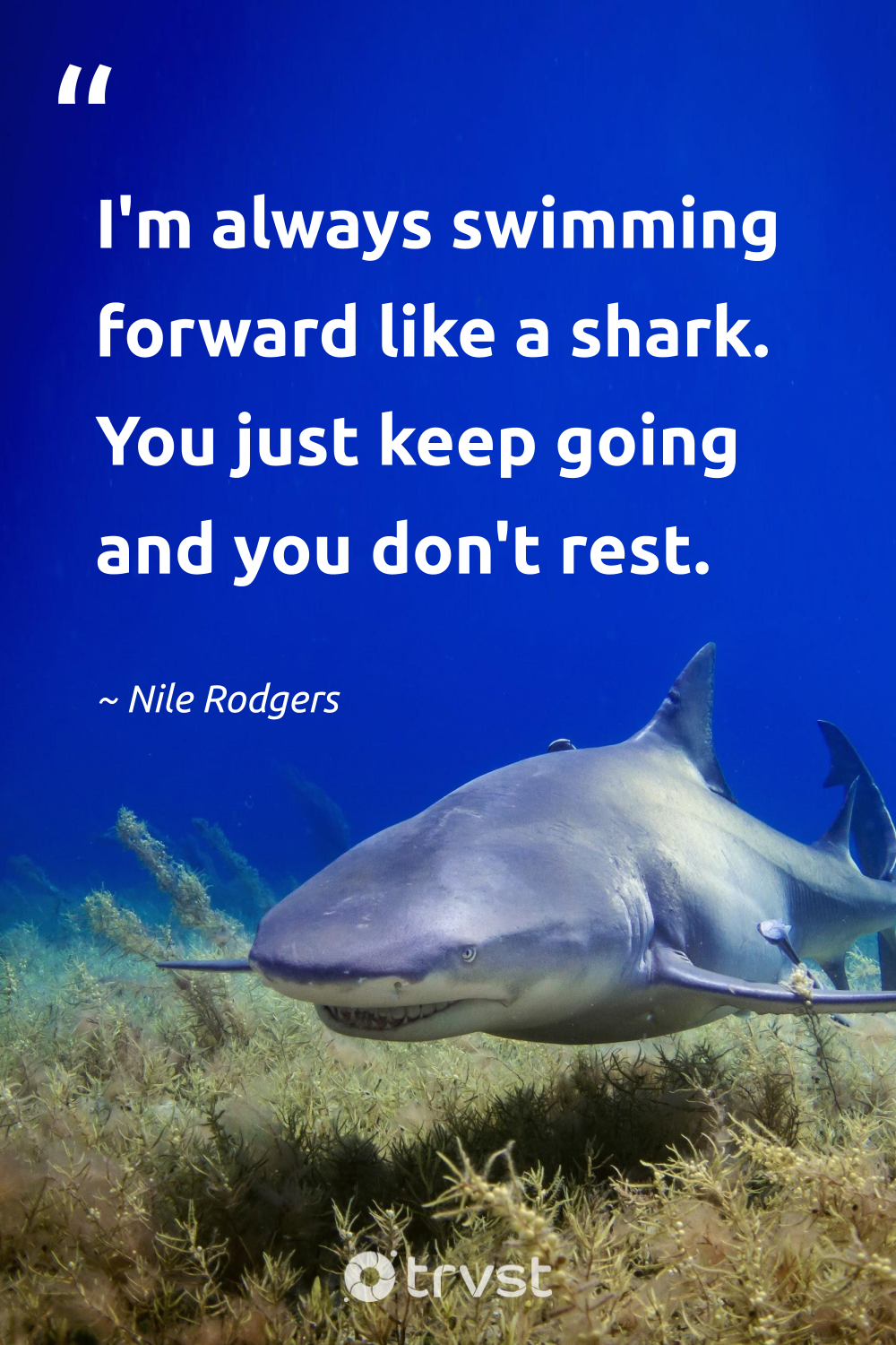 40 Shark Quotes About the Revered Predator of The Ocean (2024)