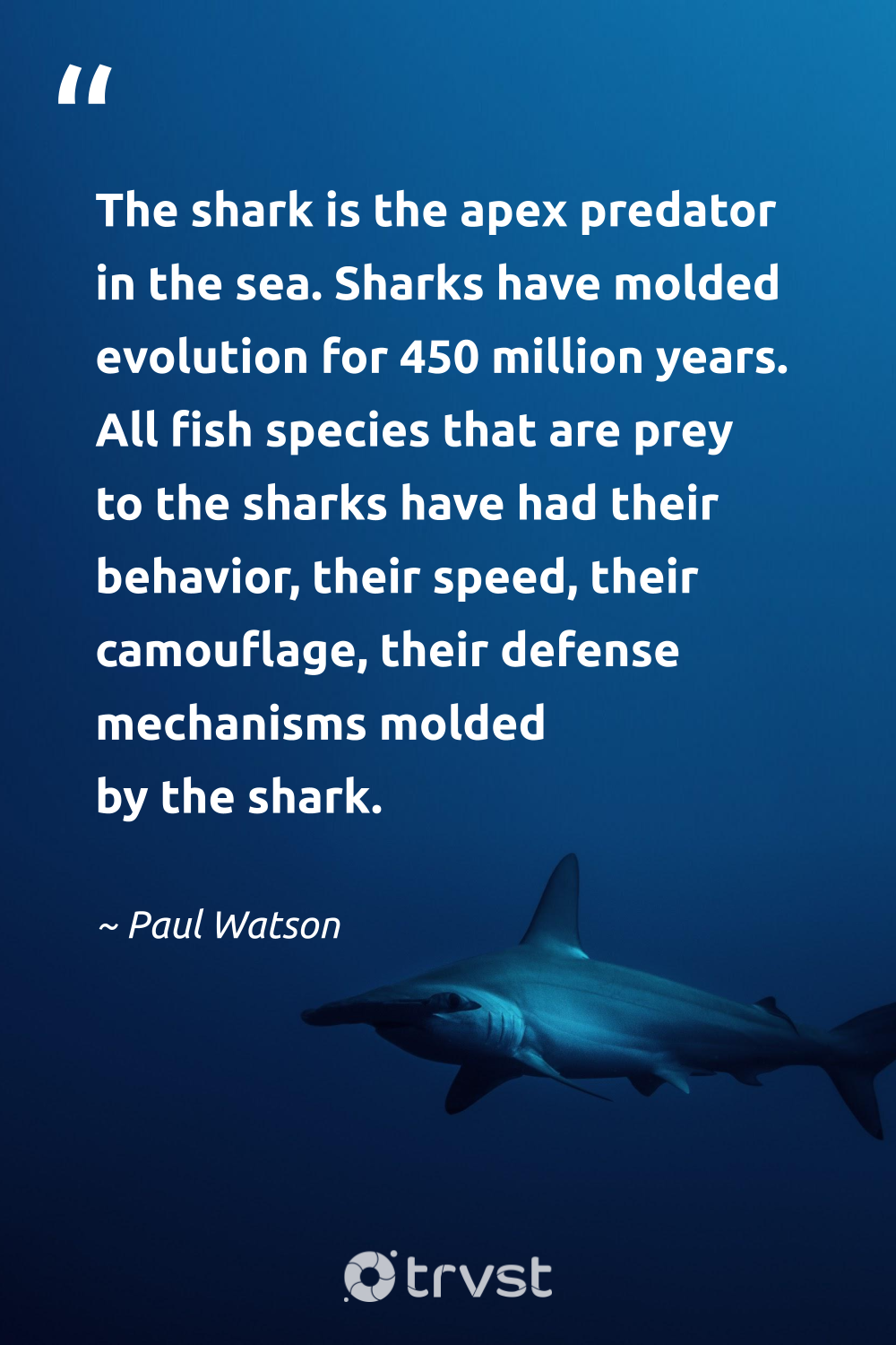 40 Shark Quotes About the Revered Predator of The Ocean (2025)