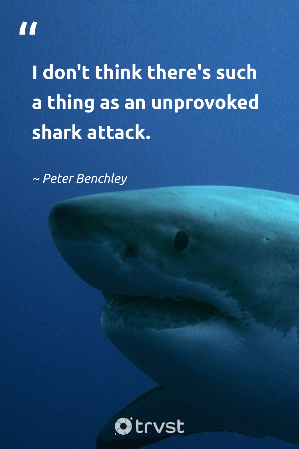 40 Shark Quotes About the Revered Predator of The Ocean (2025)
