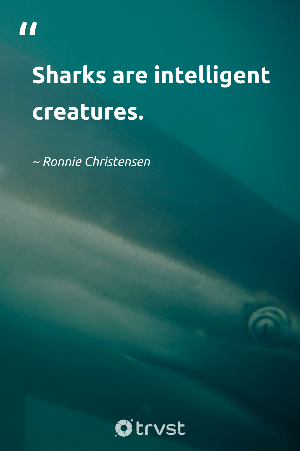 40 Shark Quotes About the Revered Predator of The Ocean (2025)