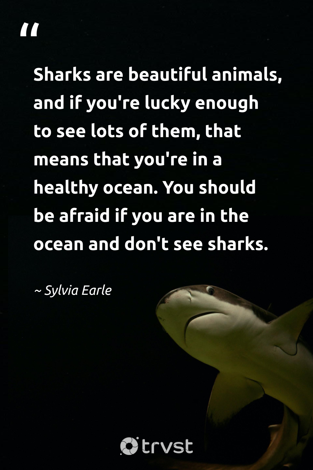 40 Shark Quotes About the Revered Predator of The Ocean (2025)