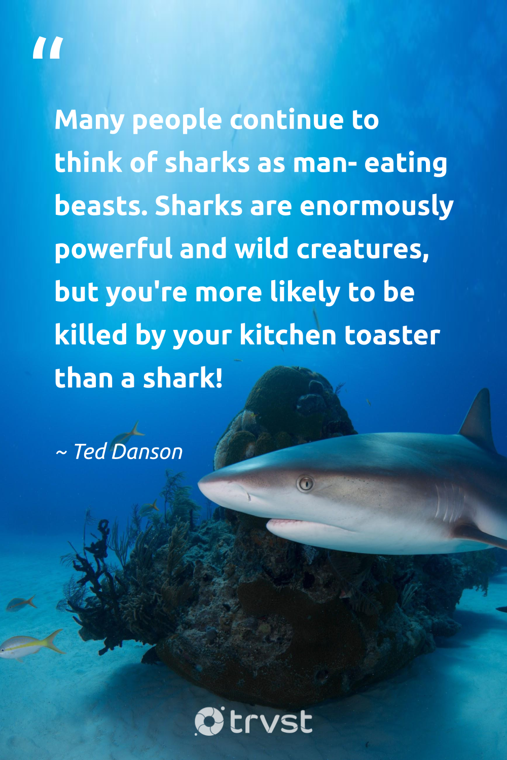40 Shark Quotes About the Revered Predator of The Ocean (2025)