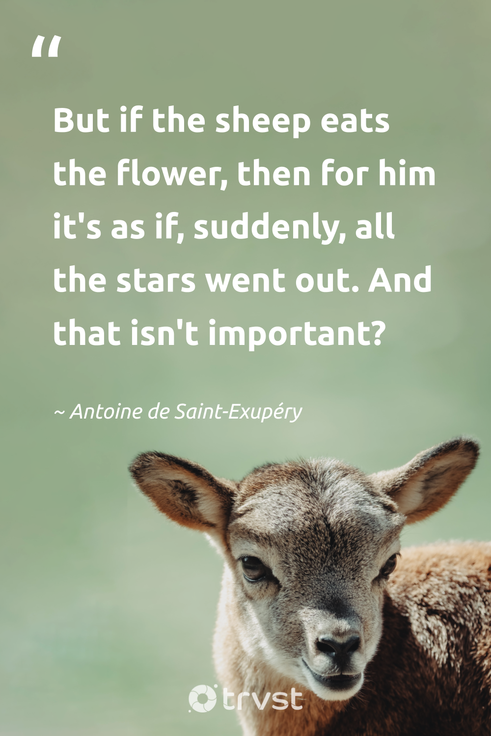 37 Sheep Quotes to Inspire Innocence, Individuality (2025)