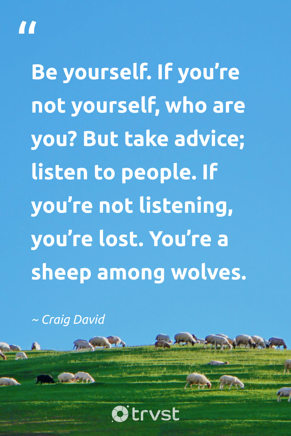 37 Sheep Quotes to Inspire Innocence, Individuality (2025)