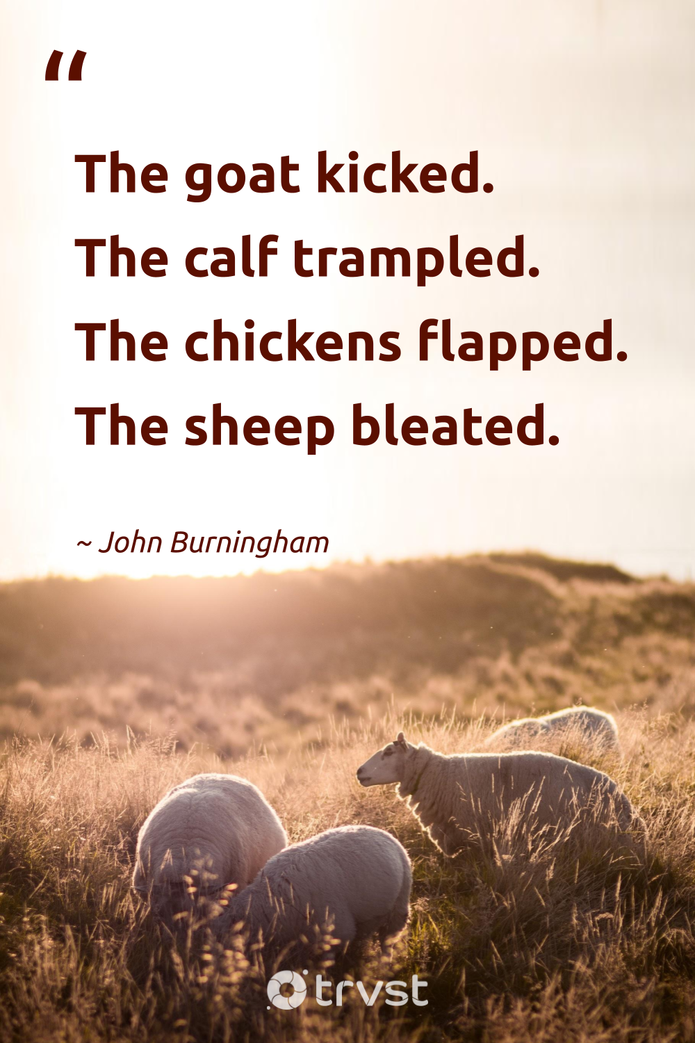 37 Sheep Quotes to Inspire Innocence, Individuality (2025)