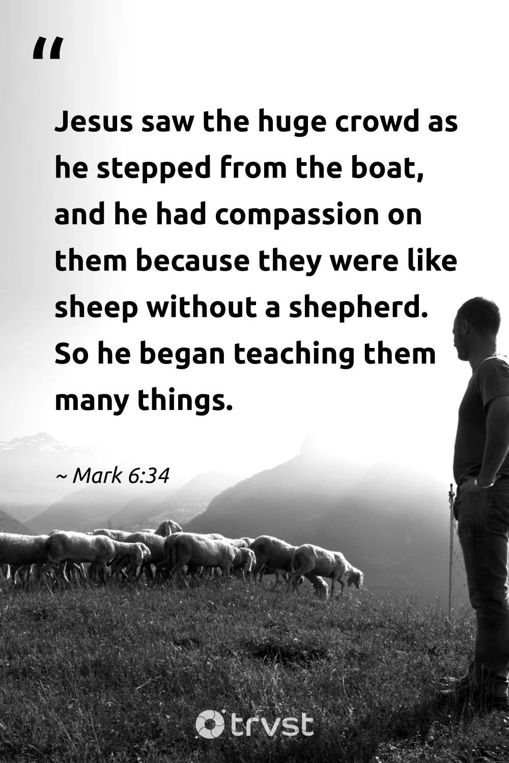 37 Sheep Quotes to Inspire Innocence, Individuality (2025)