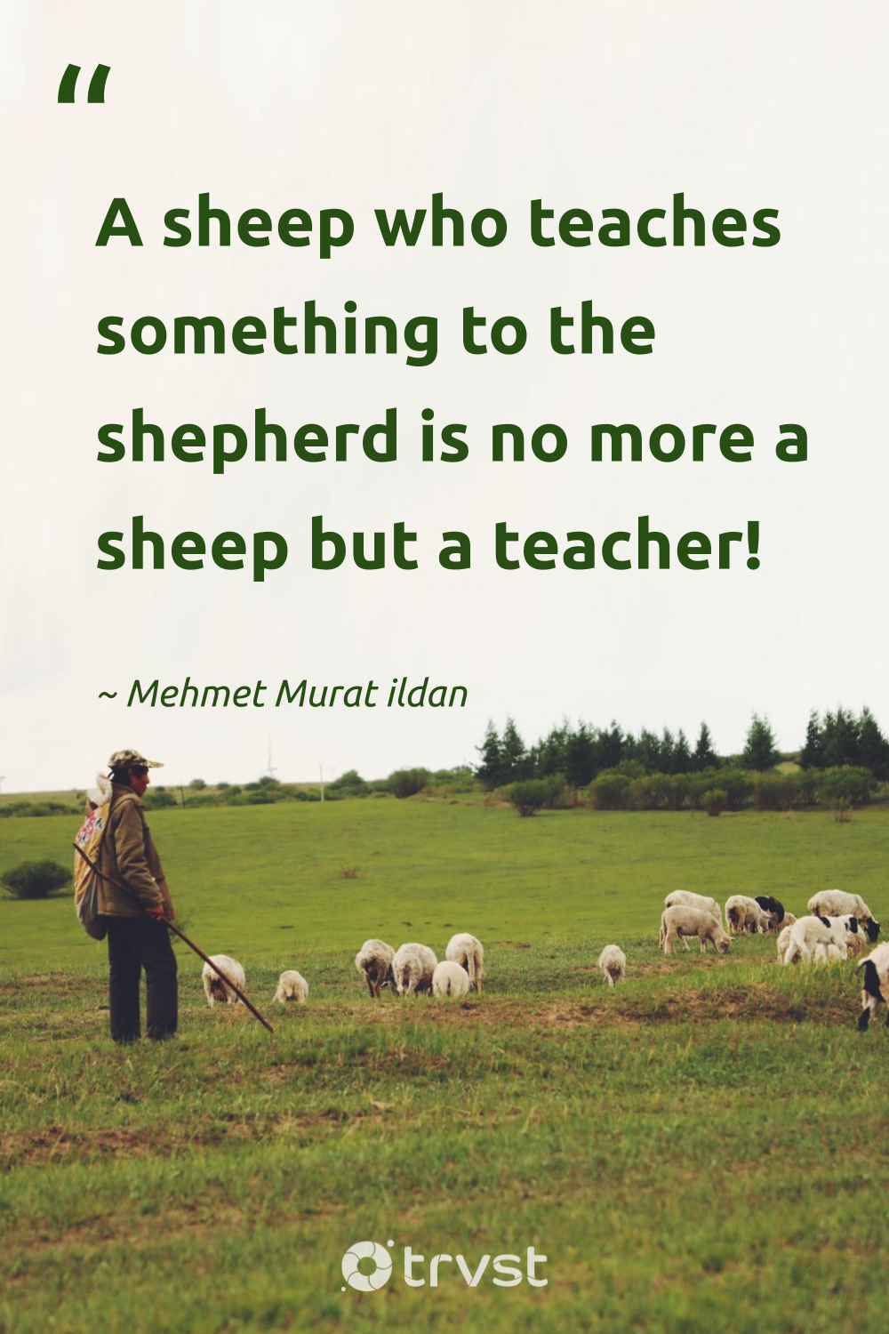 37 Sheep Quotes to Inspire Innocence, Individuality (2025)