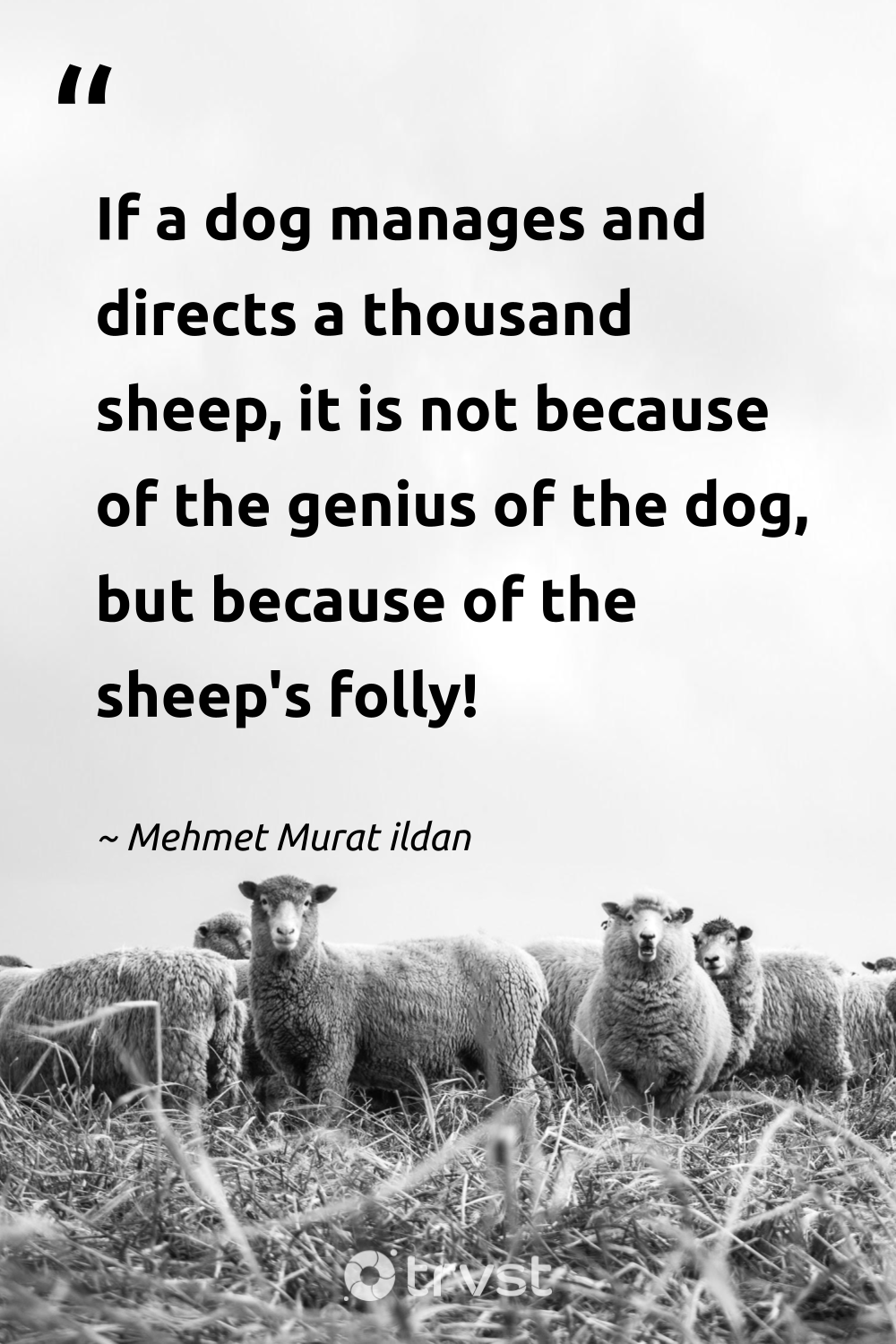 37 Sheep Quotes to Inspire Innocence, Individuality (2025)
