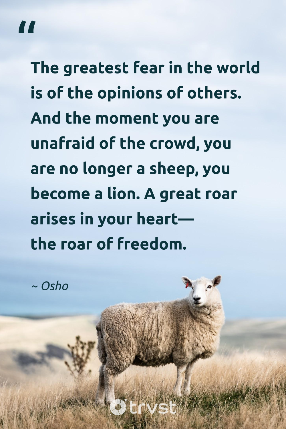 37 Sheep Quotes to Inspire Innocence, Individuality (2025)