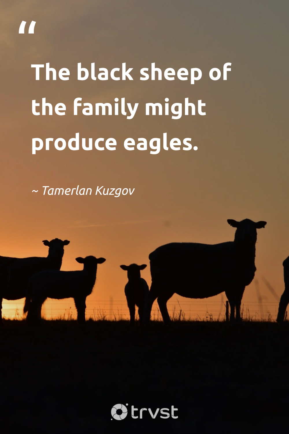 37 Sheep Quotes to Inspire Innocence, Individuality (2025)