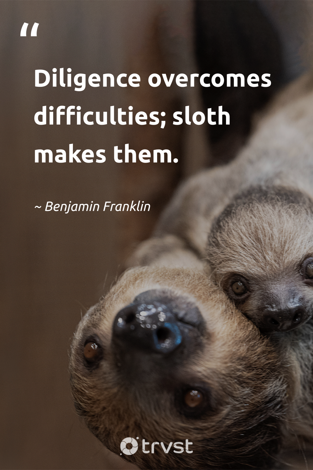 25 Sloth Quotes About Diligence and Slowing Down