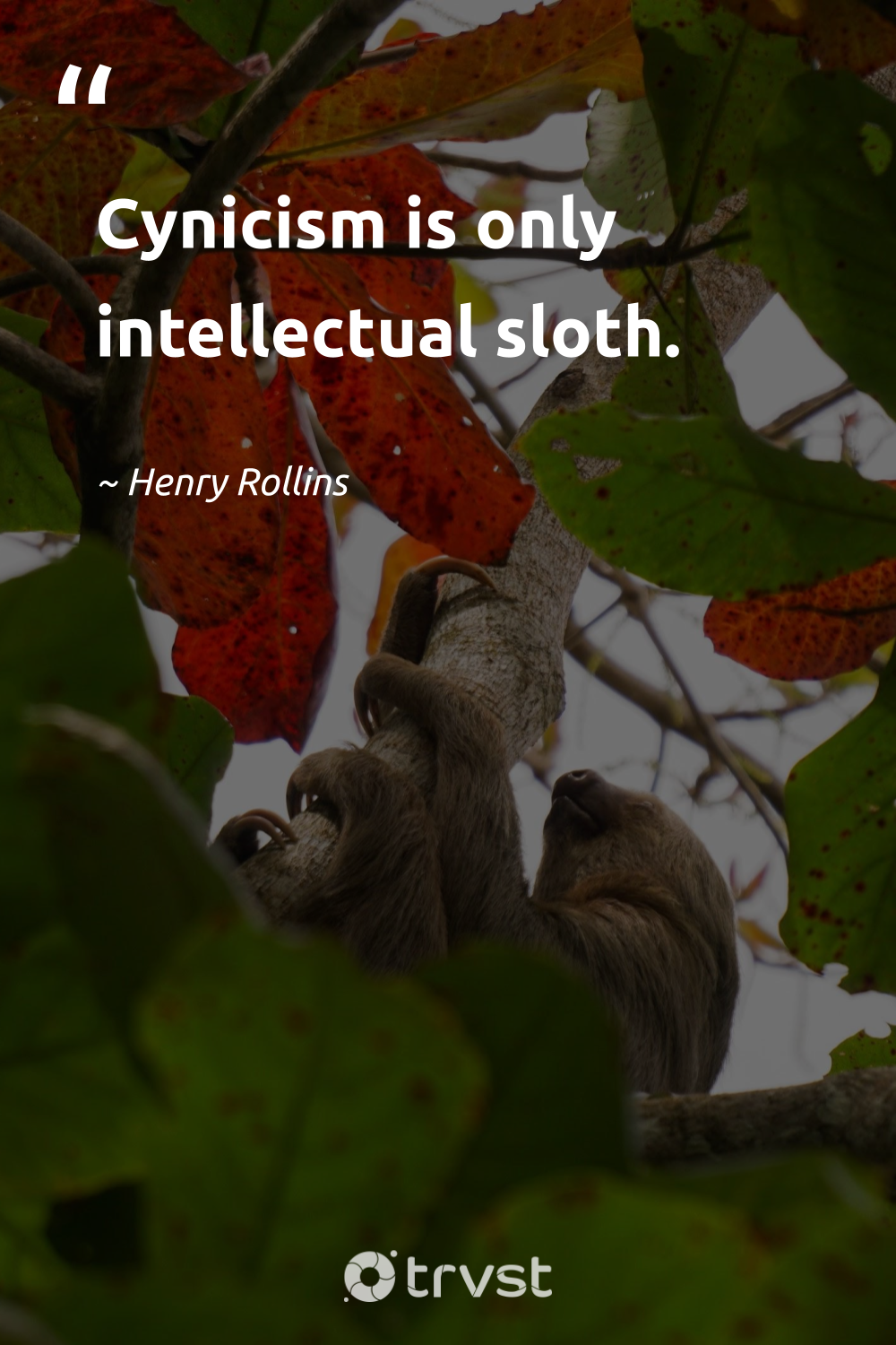 25 Sloth Quotes About Diligence and Slowing Down
