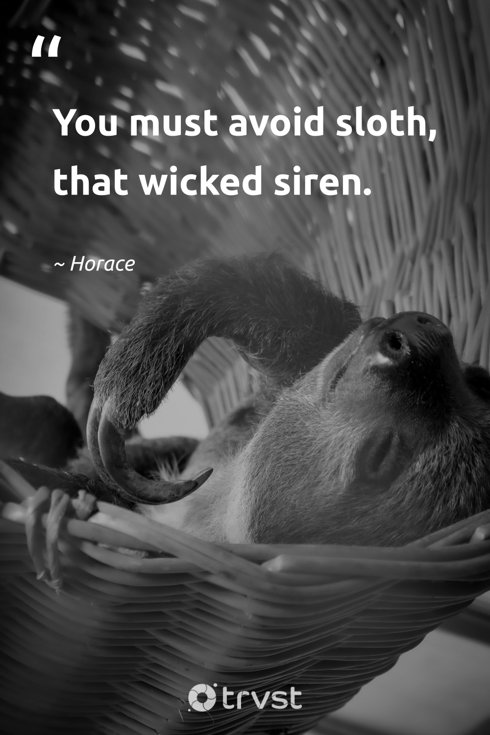 25 Sloth Quotes About Diligence and Slowing Down