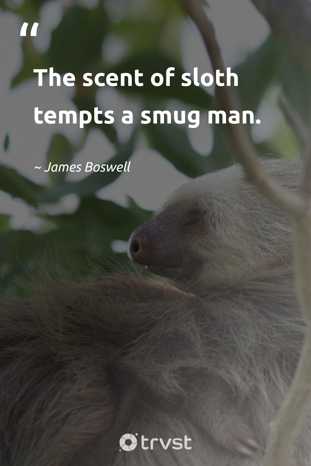 25 Sloth Quotes About Diligence and Slowing Down