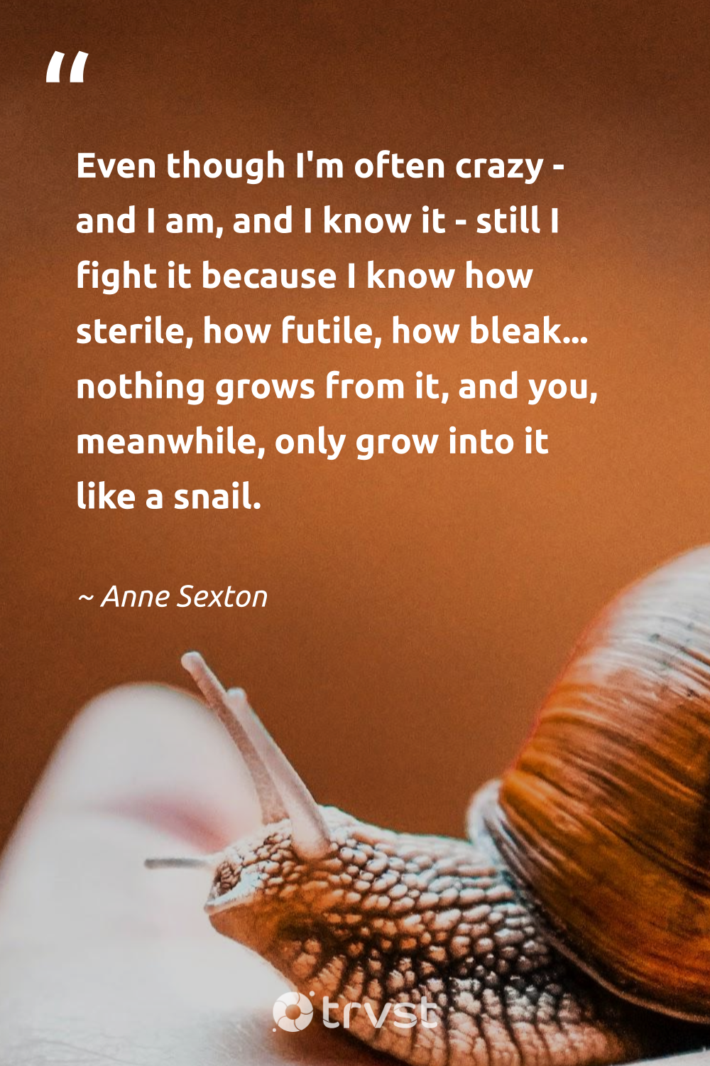 14 Snail Quotes For the Slow Take on Life
