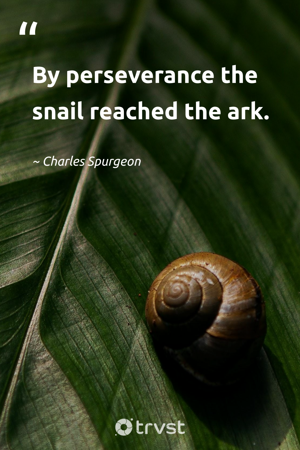 14 Snail Quotes For the Slow Take on Life