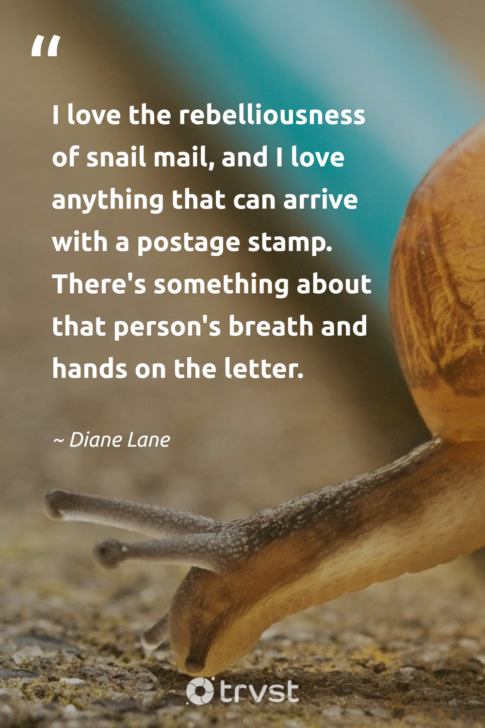 14 Snail Quotes For the Slow Take on Life