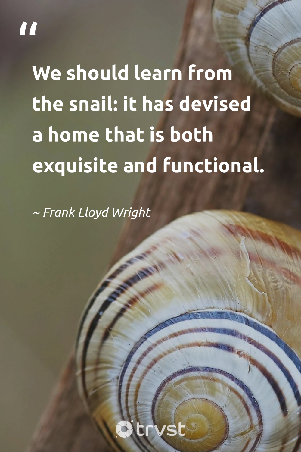 14 Snail Quotes For the Slow Take on Life