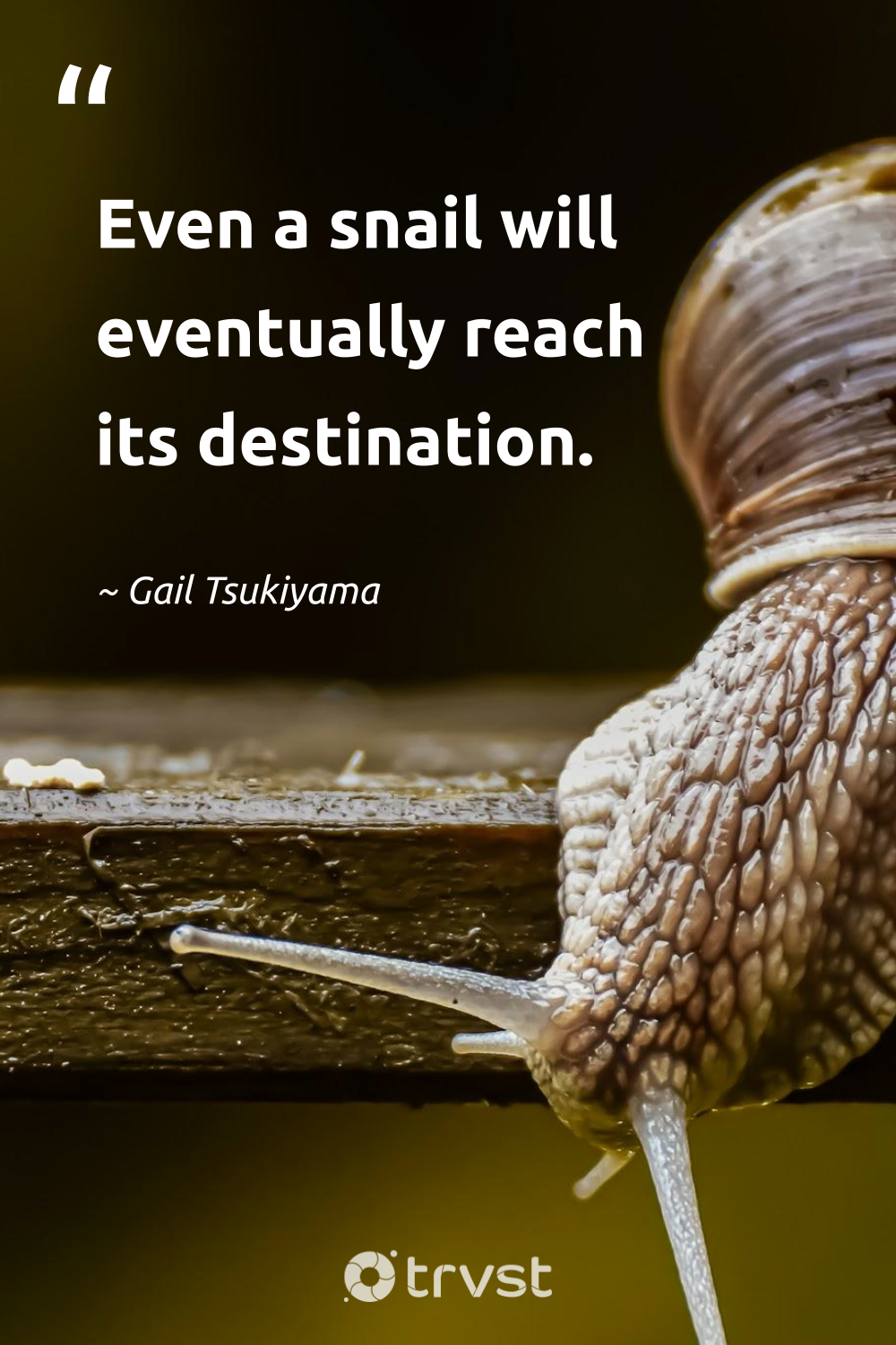 14 Snail Quotes For the Slow Take on Life