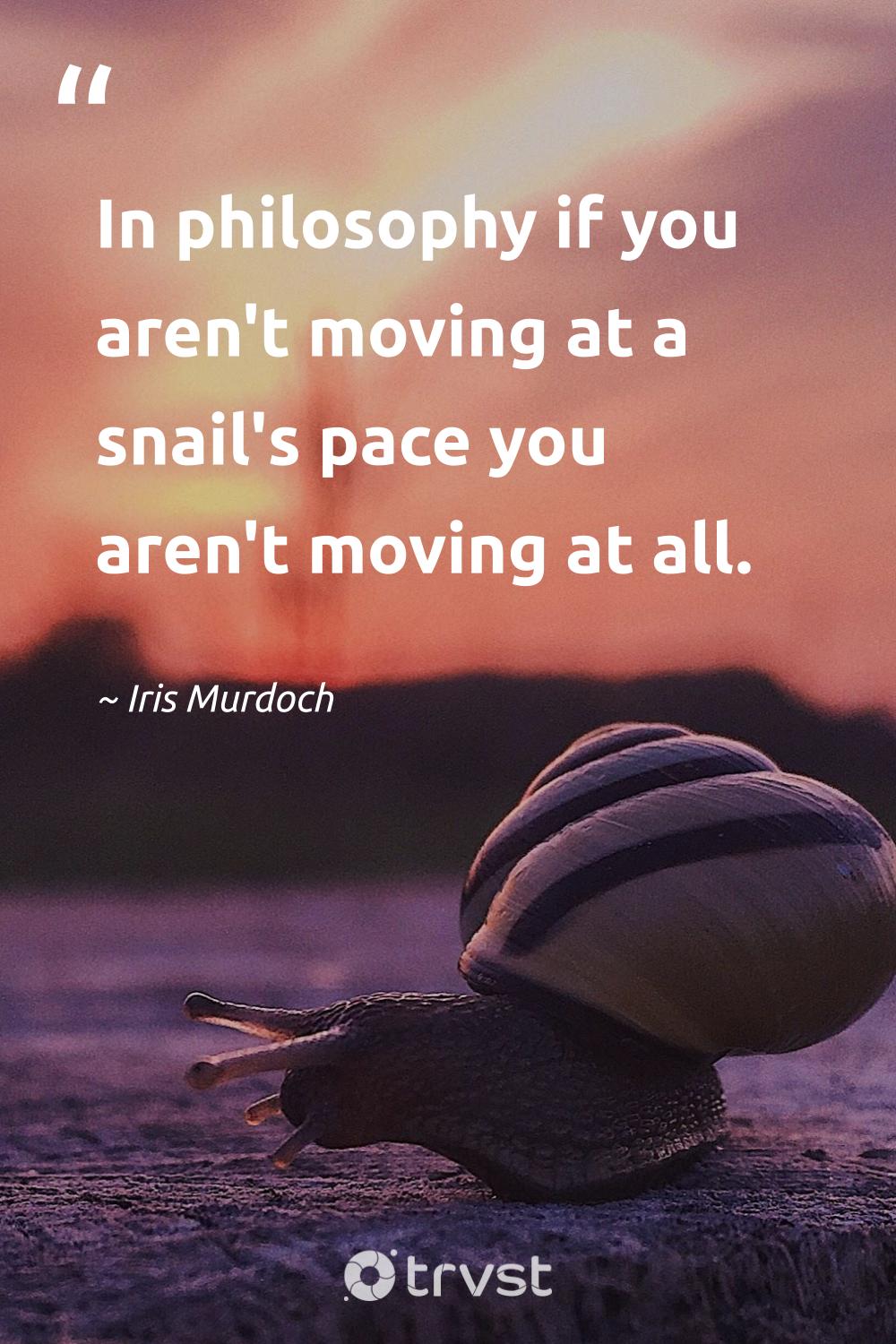 14 Snail Quotes For the Slow Take on Life