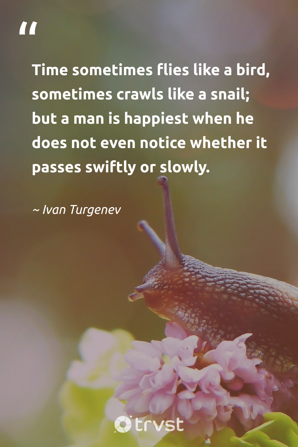 14 Snail Quotes For the Slow Take on Life