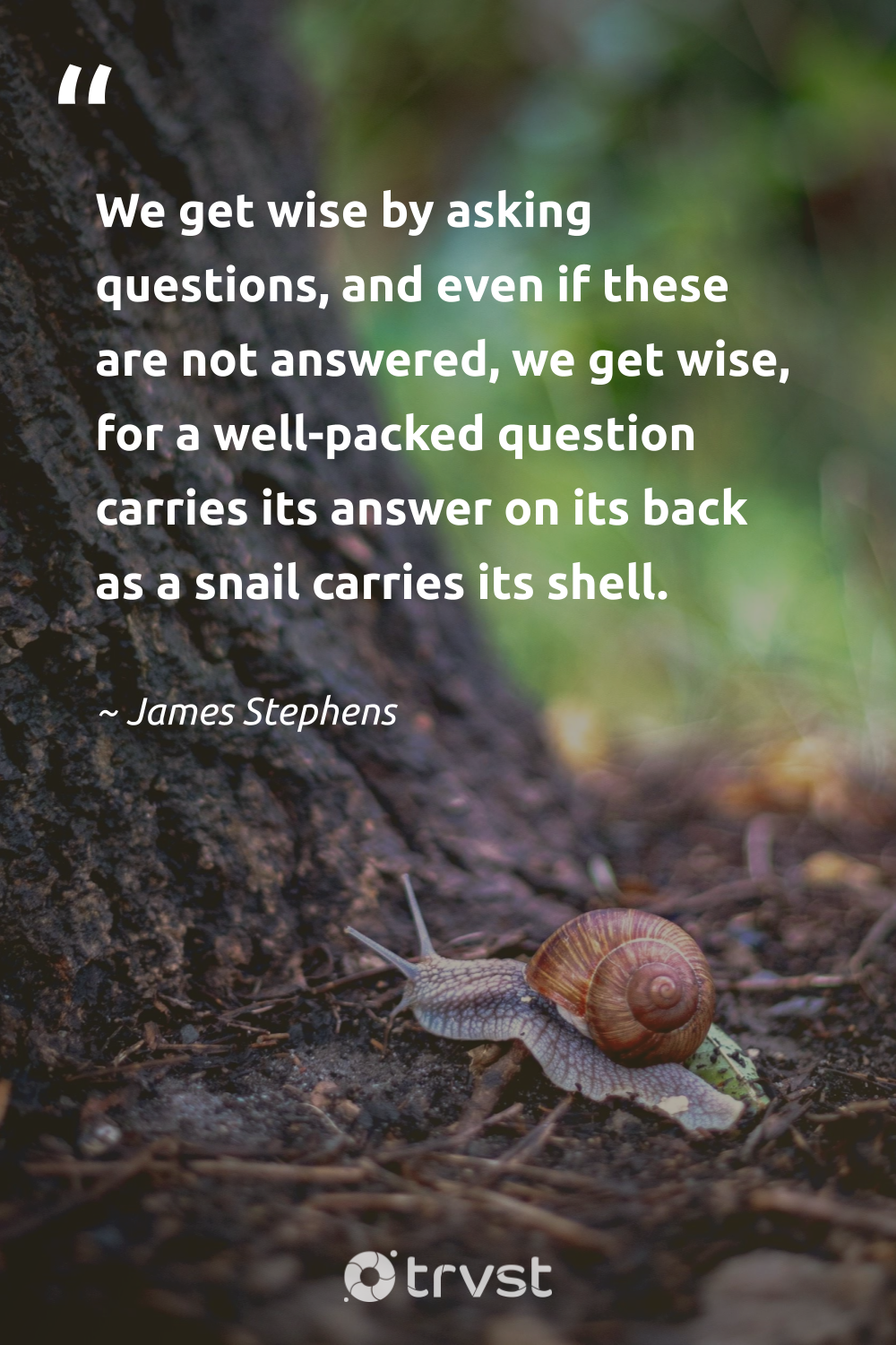 14 Snail Quotes For the Slow Take on Life