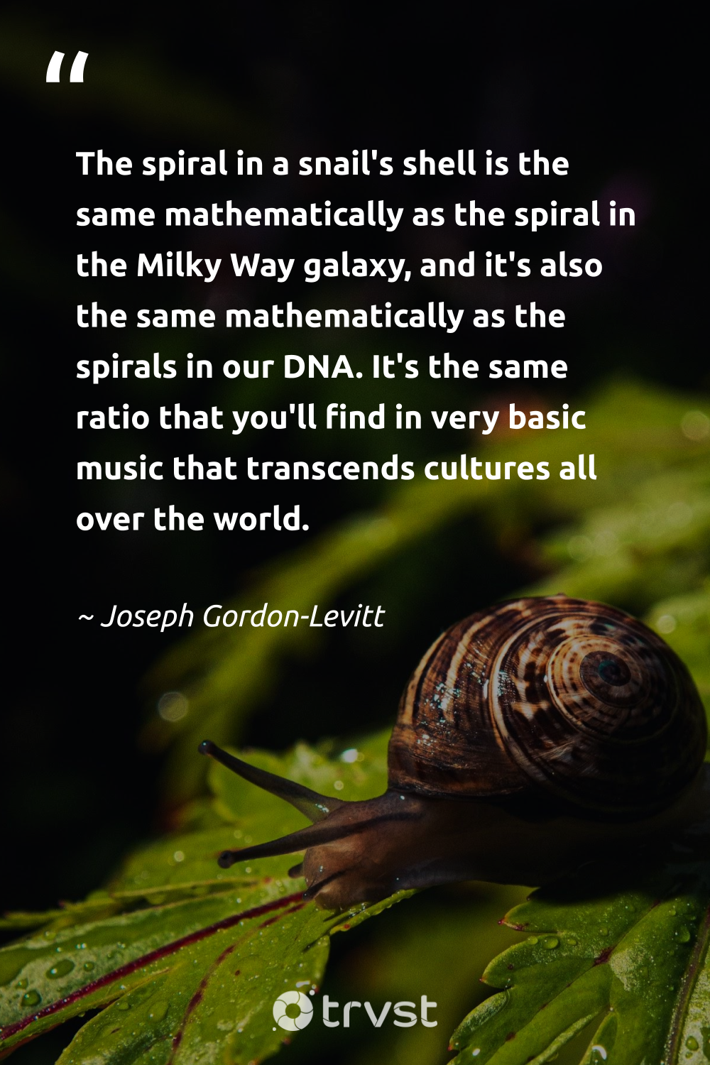 14 Snail Quotes For the Slow Take on Life