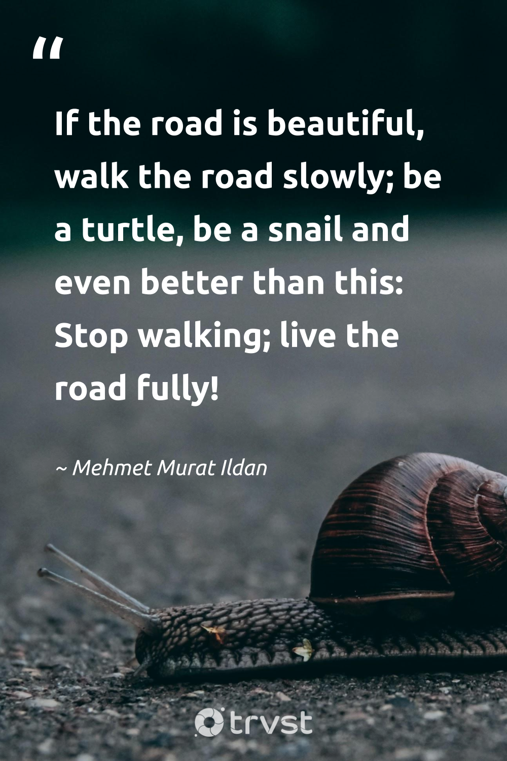 14 Snail Quotes For the Slow Take on Life
