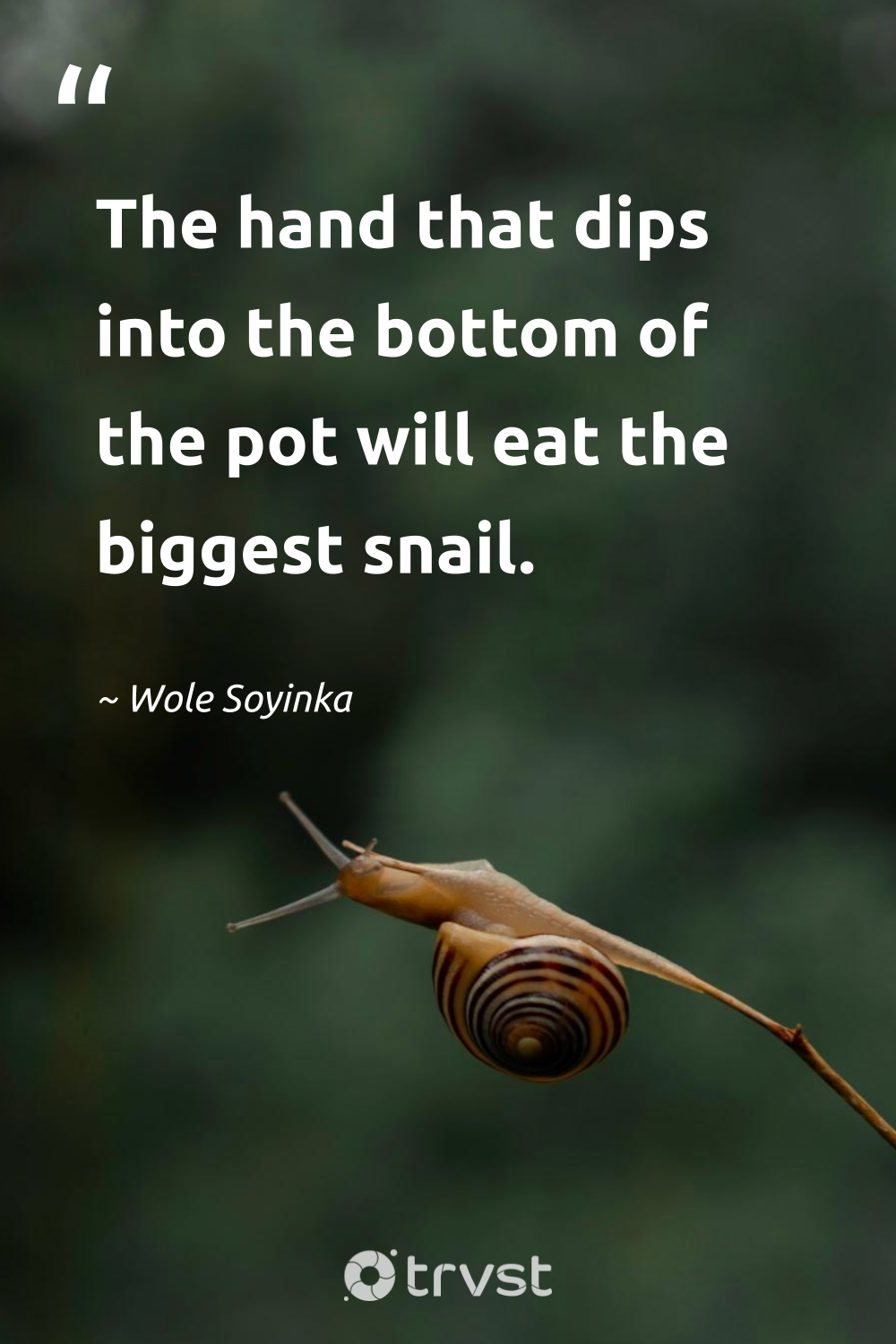 14 Snail Quotes For the Slow Take on Life