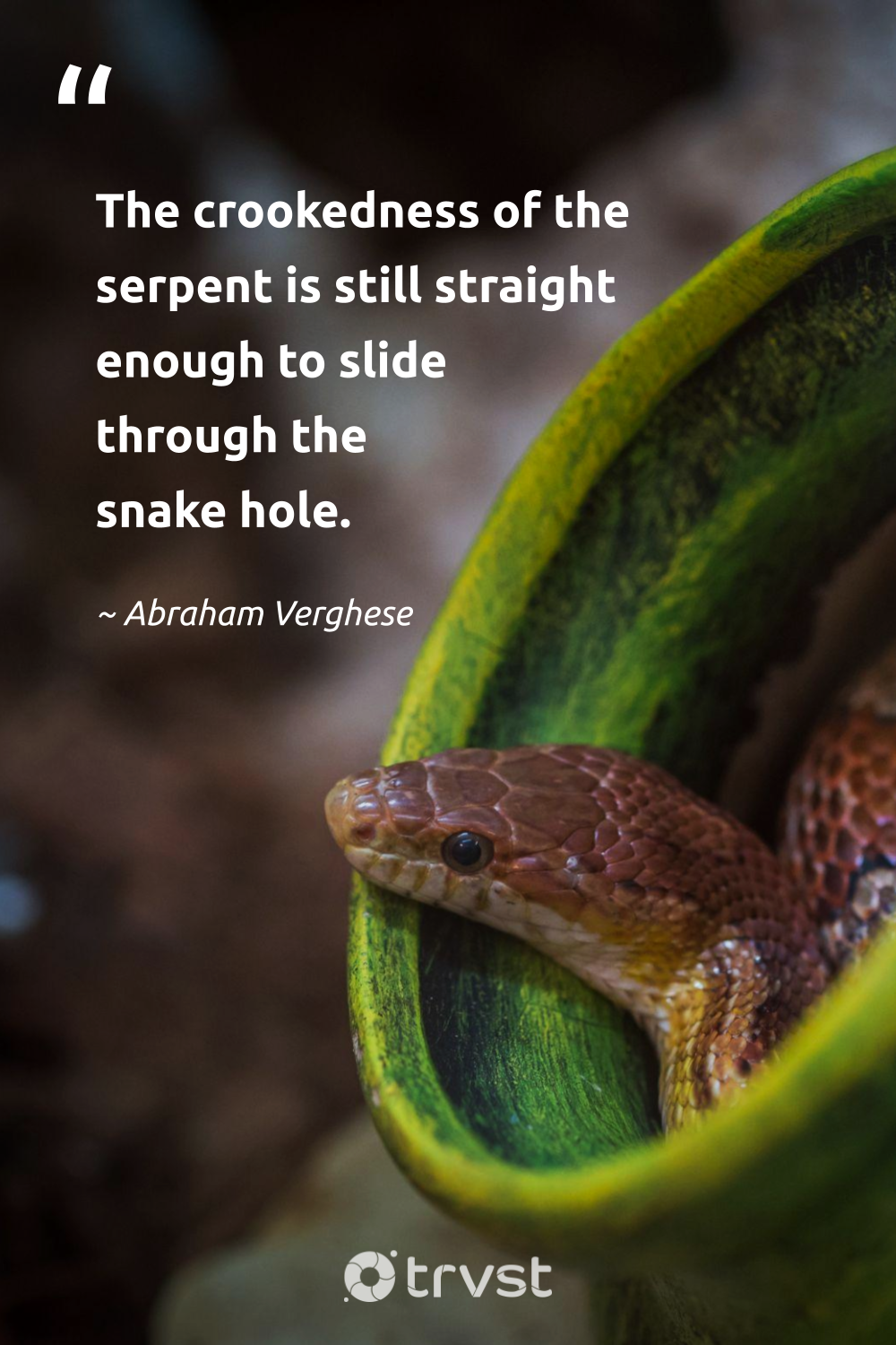 49 Snake Quotes Exploring The World of These Limbless Reptiles (2024)