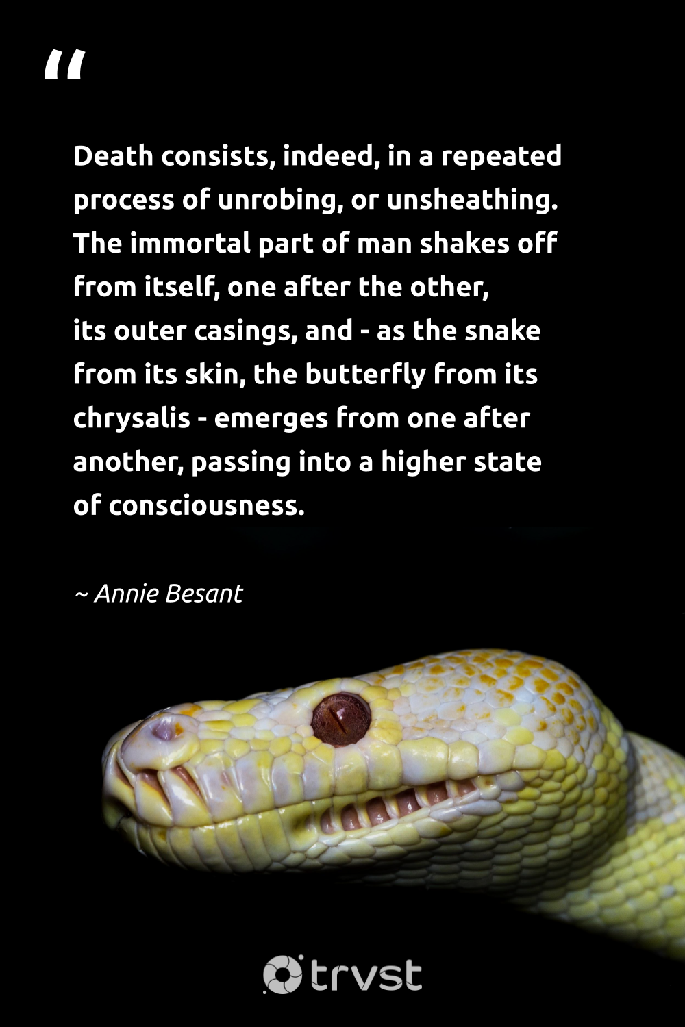 49 Snake Quotes Exploring The World of These Limbless Reptiles (2024)