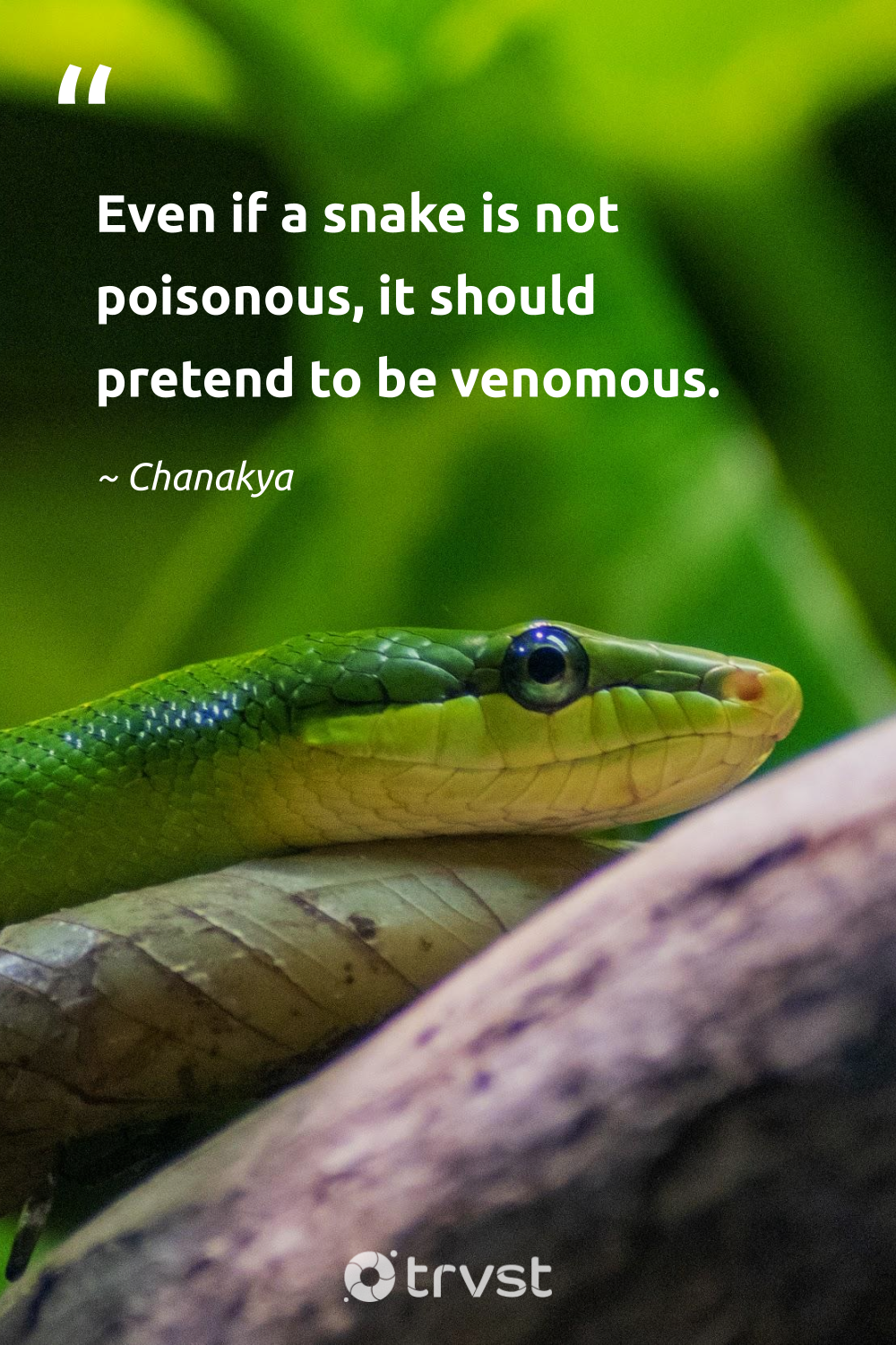 49 Snake Quotes Exploring The World of These Limbless Reptiles (2025)