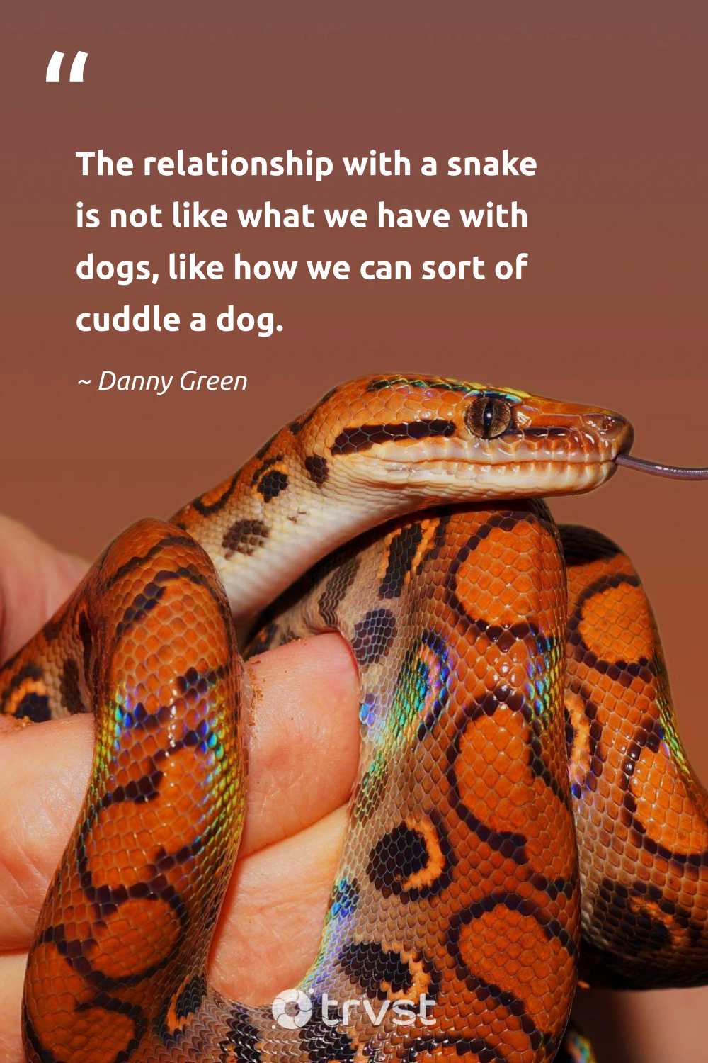 49 Snake Quotes Exploring The World of These Limbless Reptiles (2025)