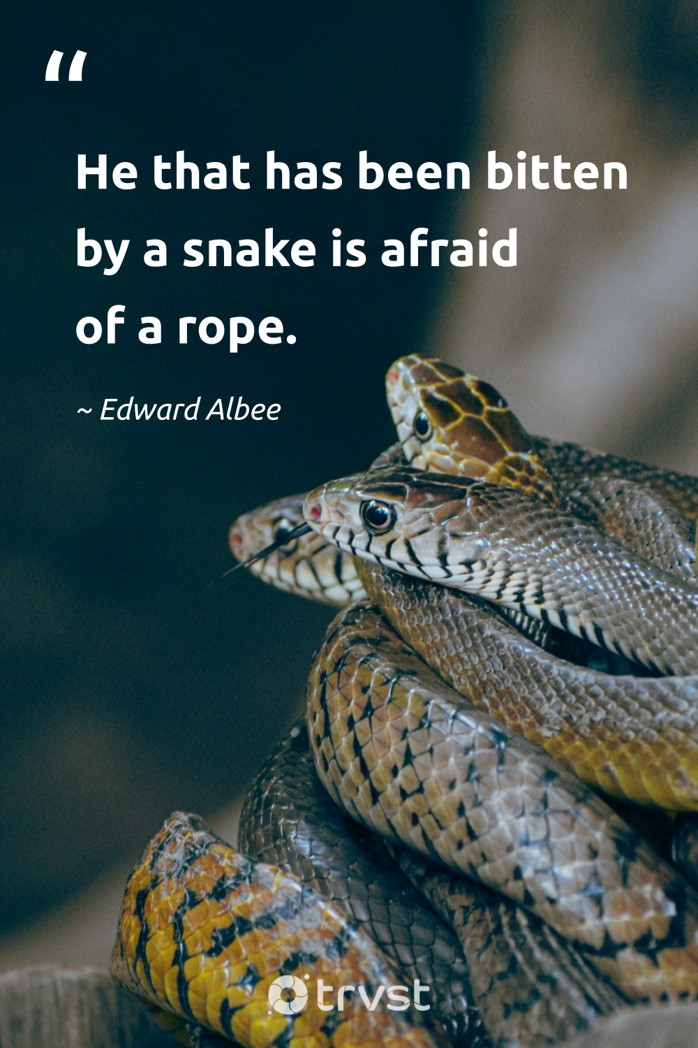 49 Snake Quotes Exploring The World of These Limbless Reptiles (2025)