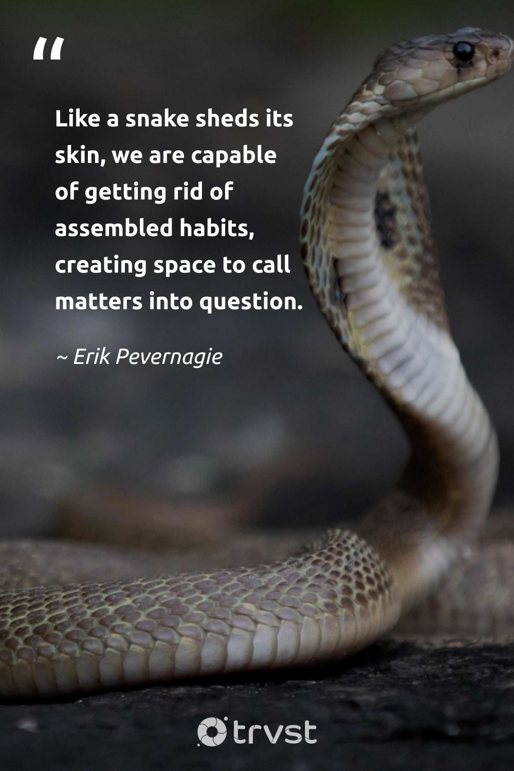 49 Snake Quotes Exploring The World of These Limbless Reptiles (2025)