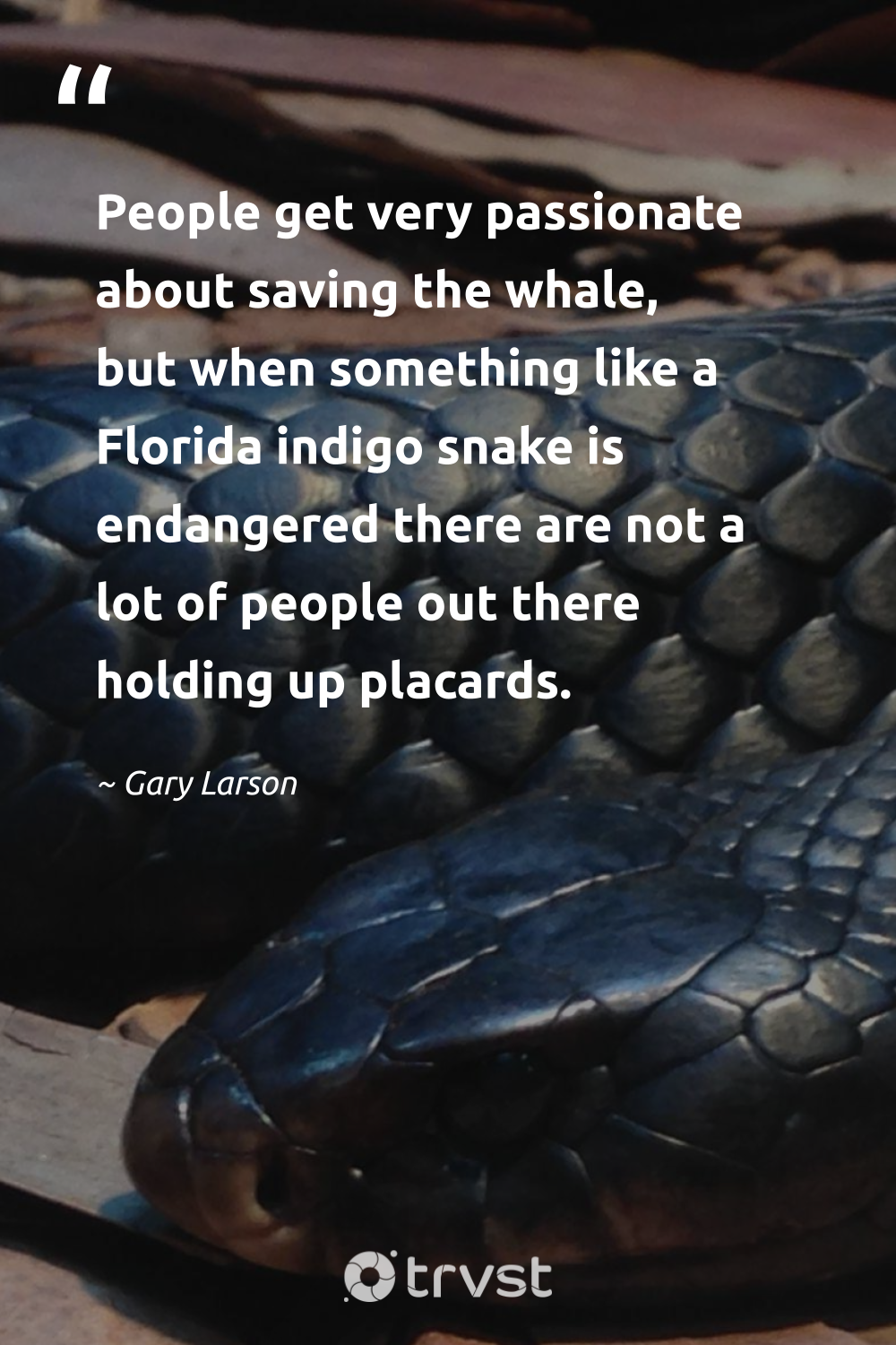 49 Snake Quotes Exploring The World of These Limbless Reptiles (2024)