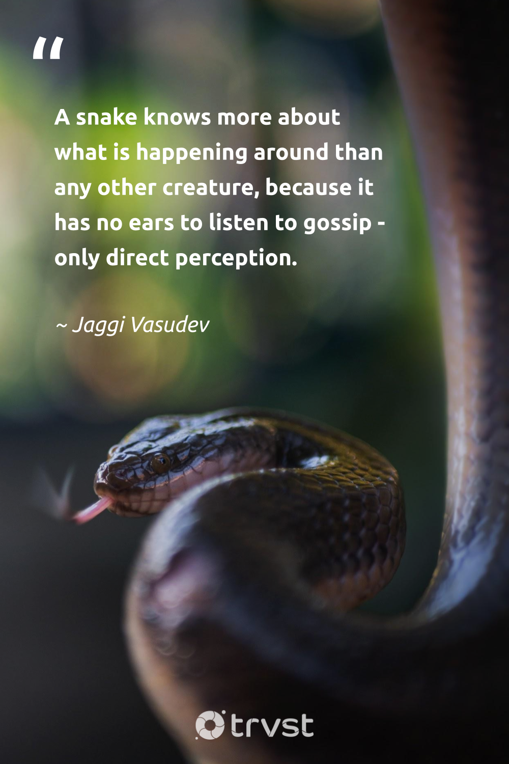 49 Snake Quotes Exploring The World of These Limbless Reptiles (2024)