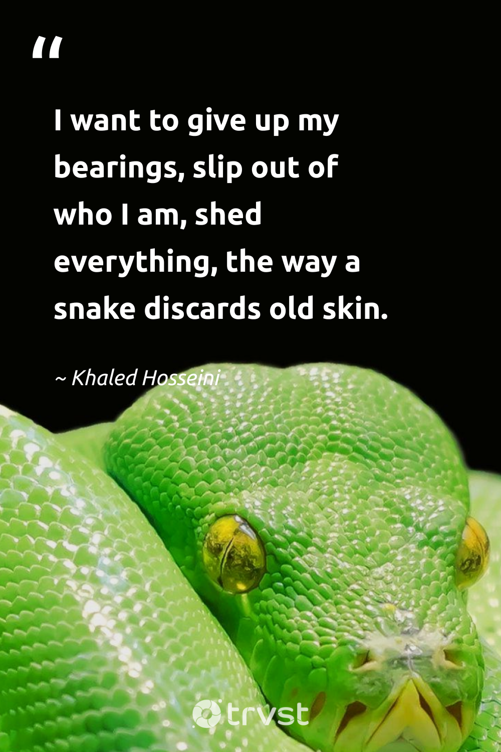 49 Snake Quotes Exploring The World of These Limbless Reptiles (2024)