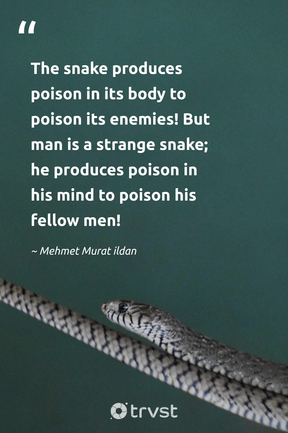 49 Snake Quotes Exploring The World of These Limbless Reptiles (2024)