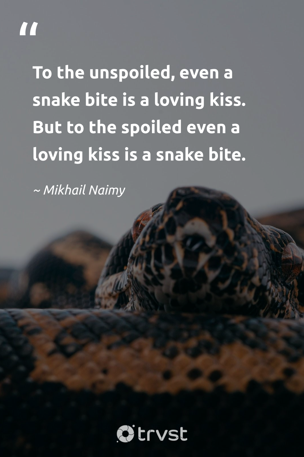 49 Snake Quotes Exploring The World of These Limbless Reptiles (2024)